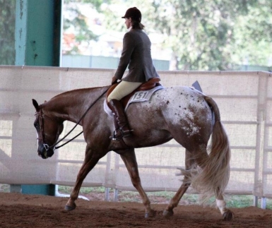 Be Spotted at the South East Queensland Appaloosa Club Weekend of Shows ...