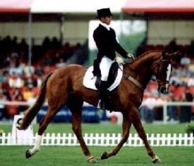 Loss of Great Eventing Horse - Ready Teddy