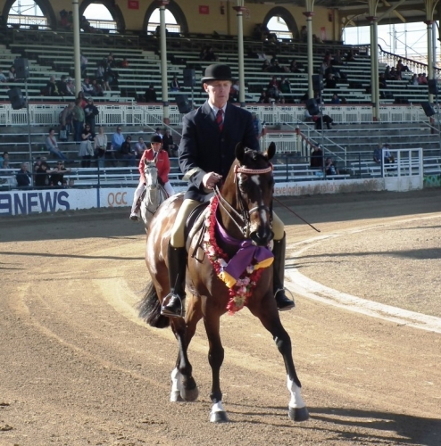Cinnabar and Terry Cowan Win Champion Hack at Brisbane Royal Show